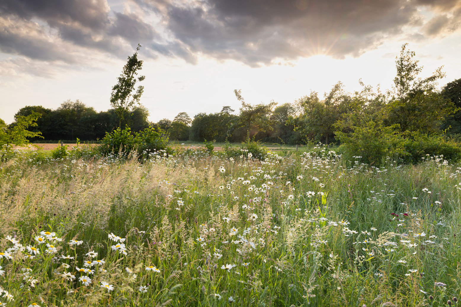 Rural Suffolk Garden | A country garden in mid-Suffolk